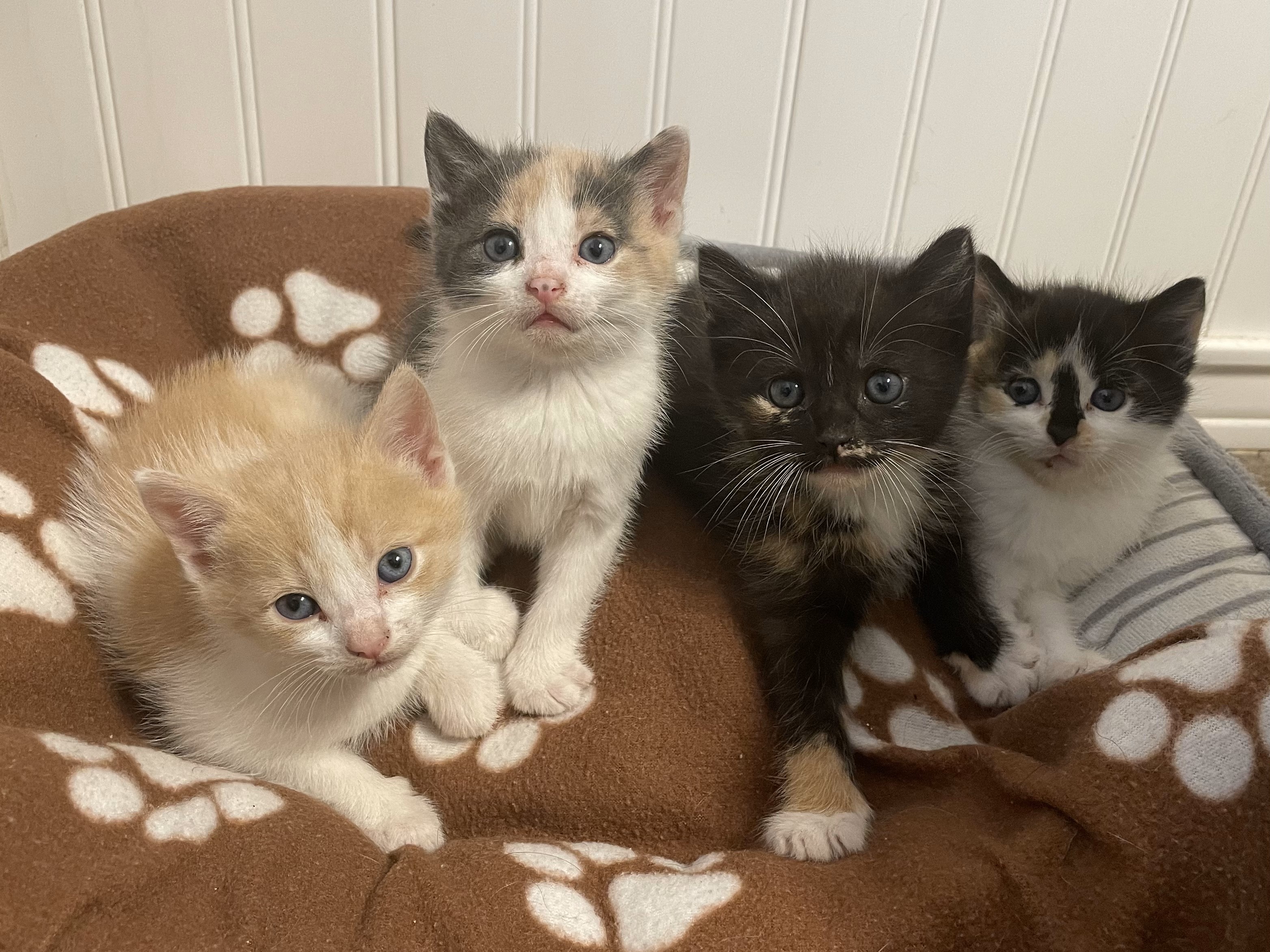 Kitten College | Pennsylvania Society for the Prevention of Cruelty to Animals